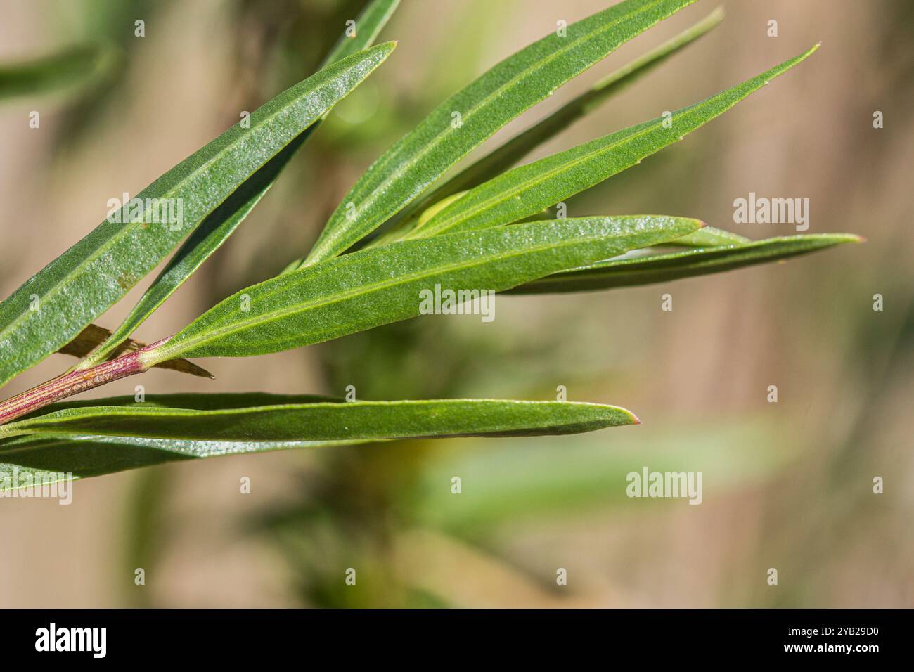 mule fat (Baccharis salicifolia) Plantae Stock Photo - Alamy