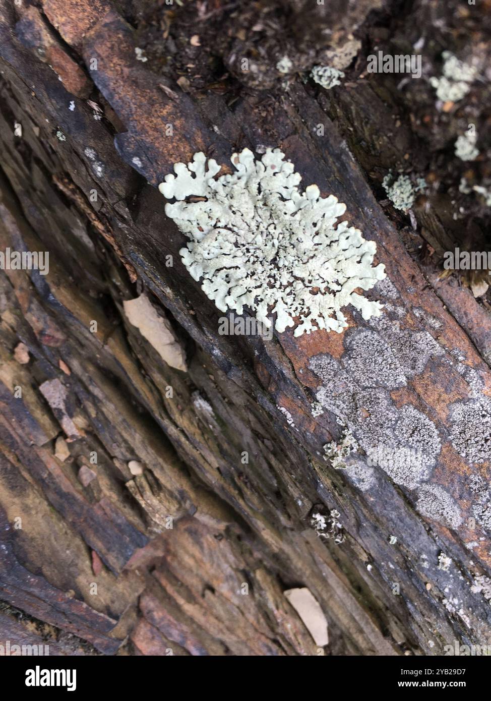 typical shield lichens (Parmelioideae) Fungi Stock Photo - Alamy
