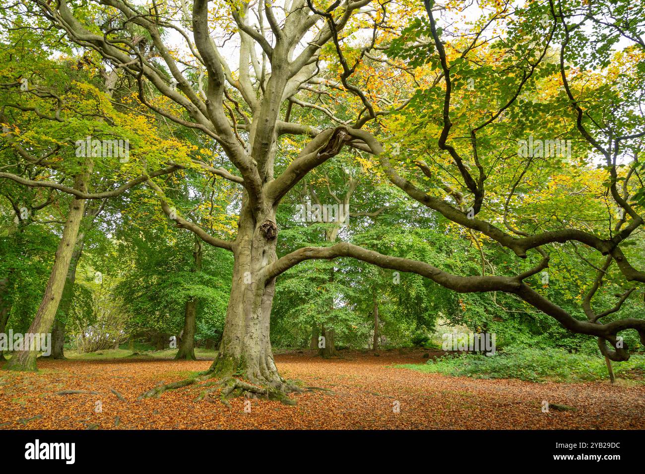 Beech trees in Corstorphine woods on Corstorphine Hill, Edinburgh ...