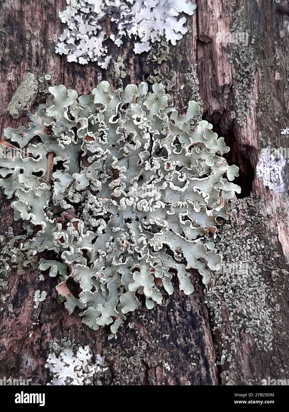 typical shield lichens (Parmelioideae) Fungi Stock Photo - Alamy