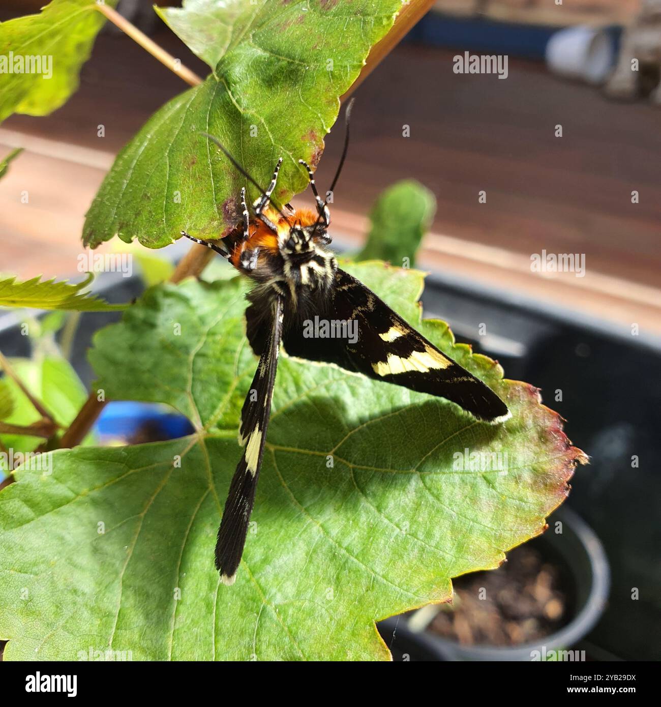 Australian Grapevine Moth (Phalaenoides glycinae) Insecta Stock Photo ...