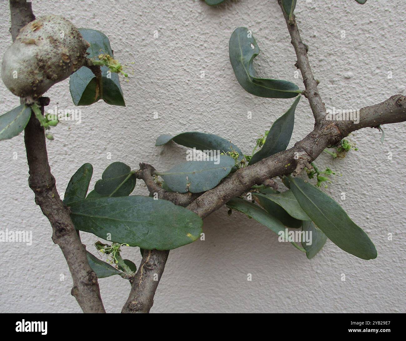 Boscia albitrunca hi-res stock photography and images - Alamy