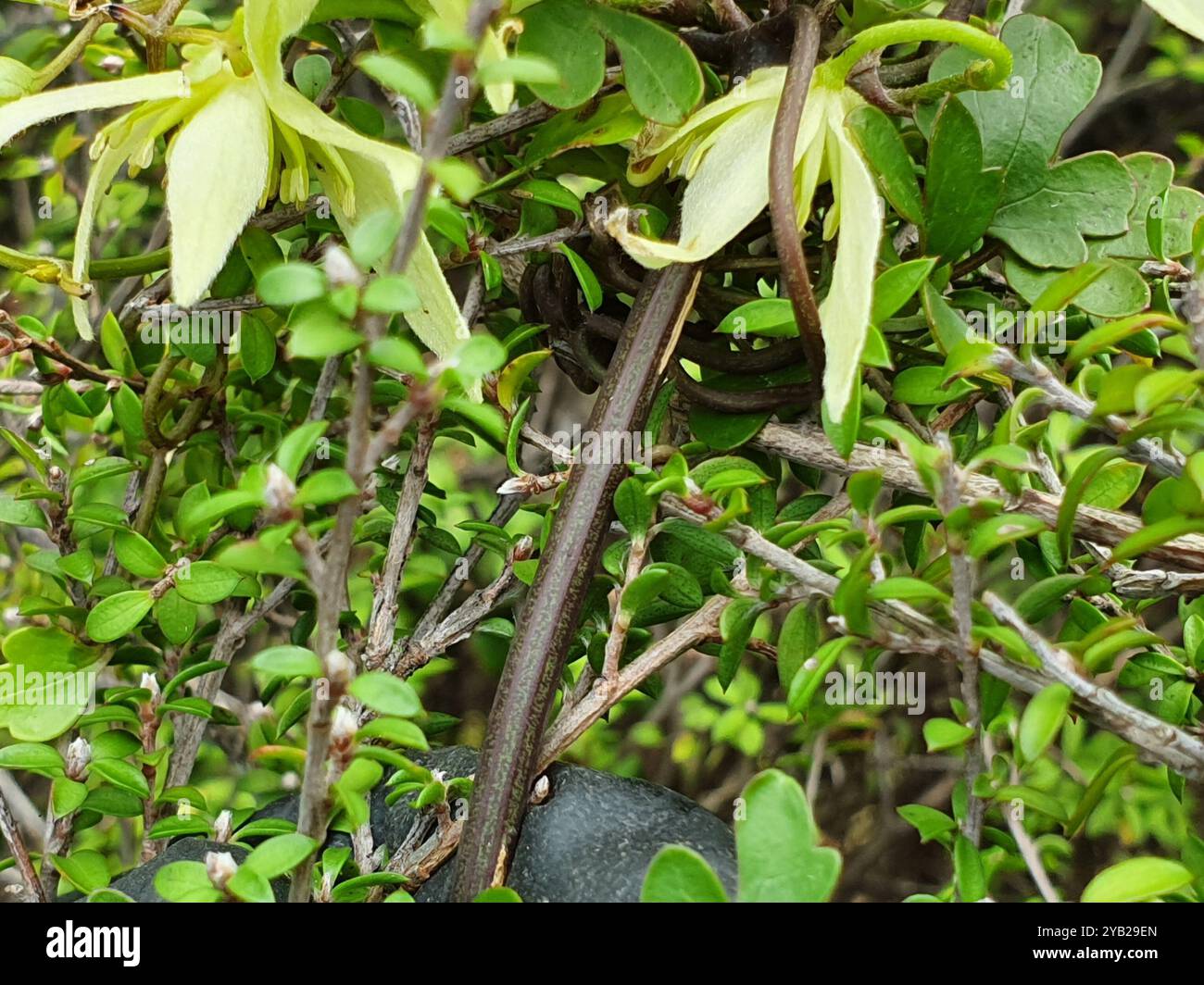 Forster's Clematis (Clematis forsteri) Plantae Stock Photo - Alamy