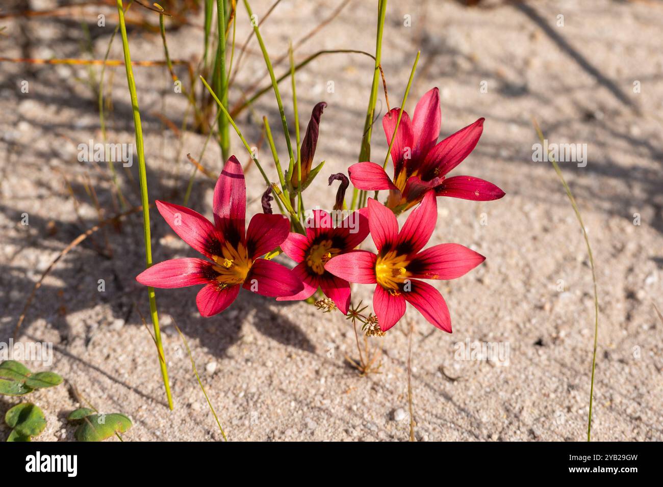 Romulea sp. seen in natural habitat near Piketberg in the Western cape ...