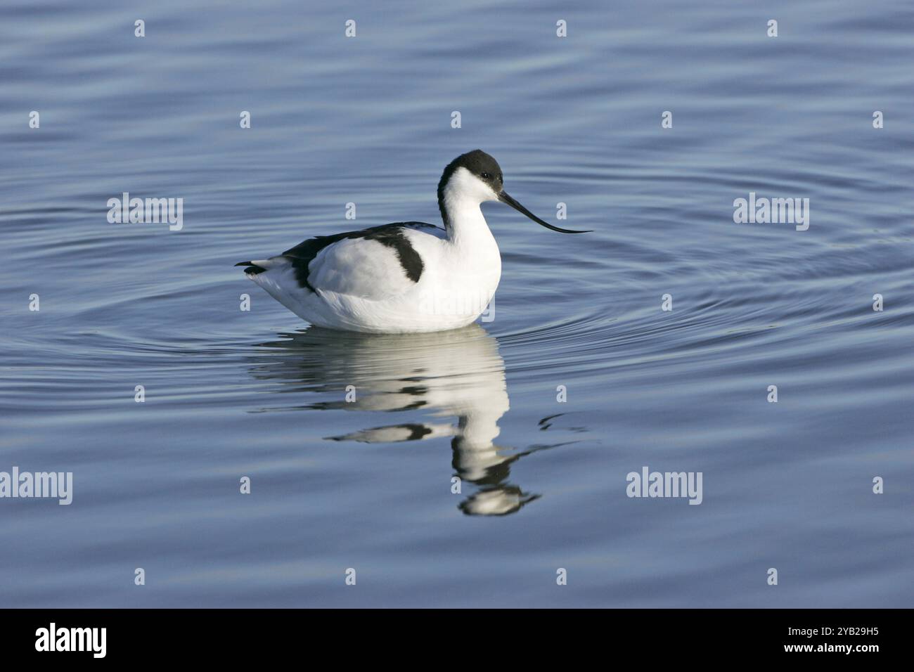 Pied avocet Recurvirostra avosetta in the lagoon Dorset Wildlife Trust ...