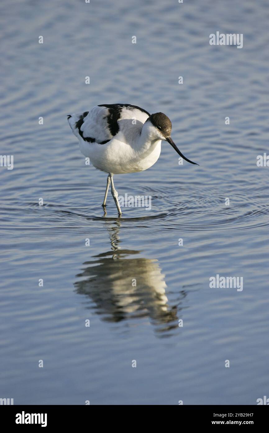 Pied avocet Recurvirostra avosetta in the lagoon Dorset Wildlife Trust ...