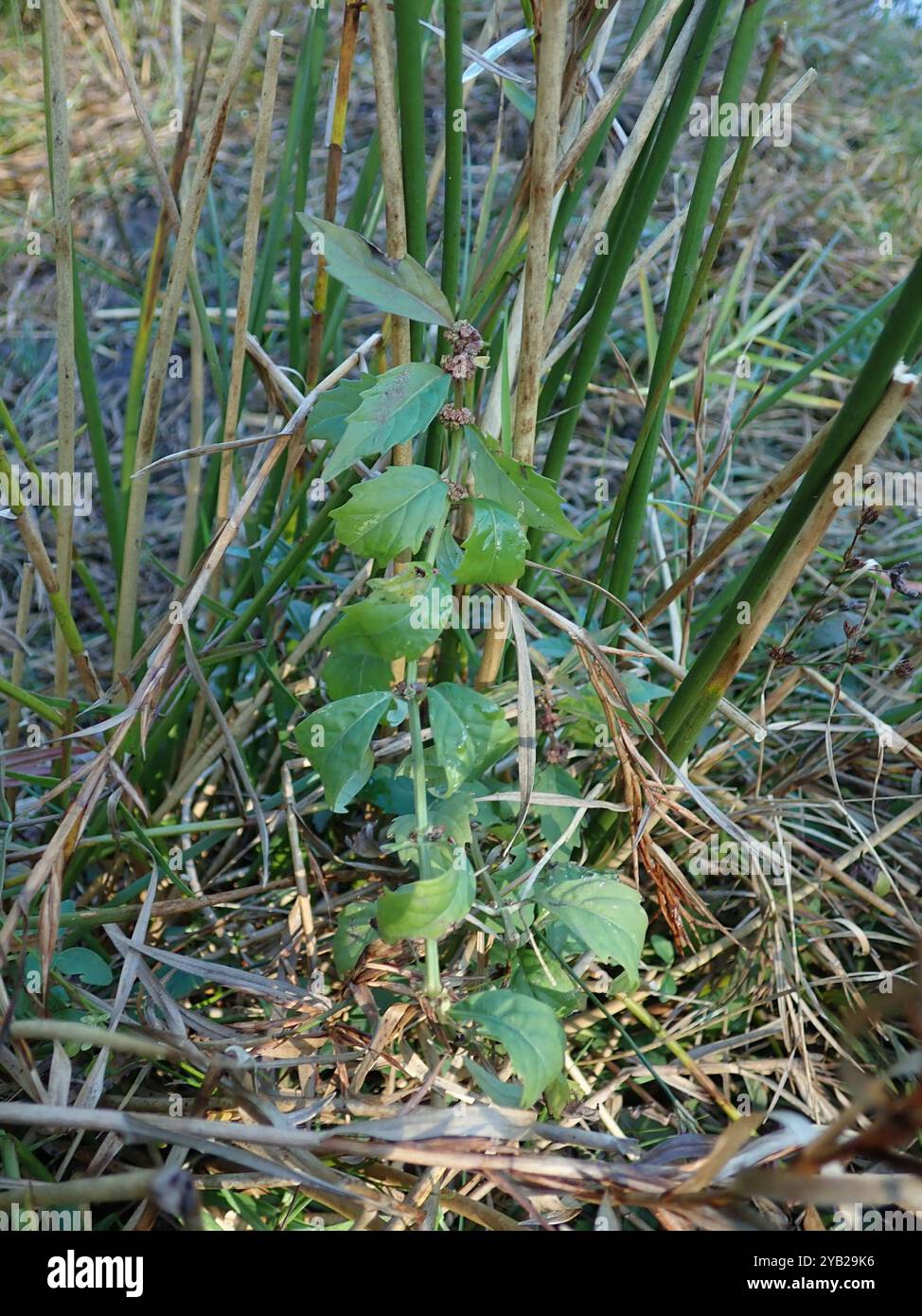 northern bugleweed (Lycopus uniflorus) Plantae Stock Photo - Alamy