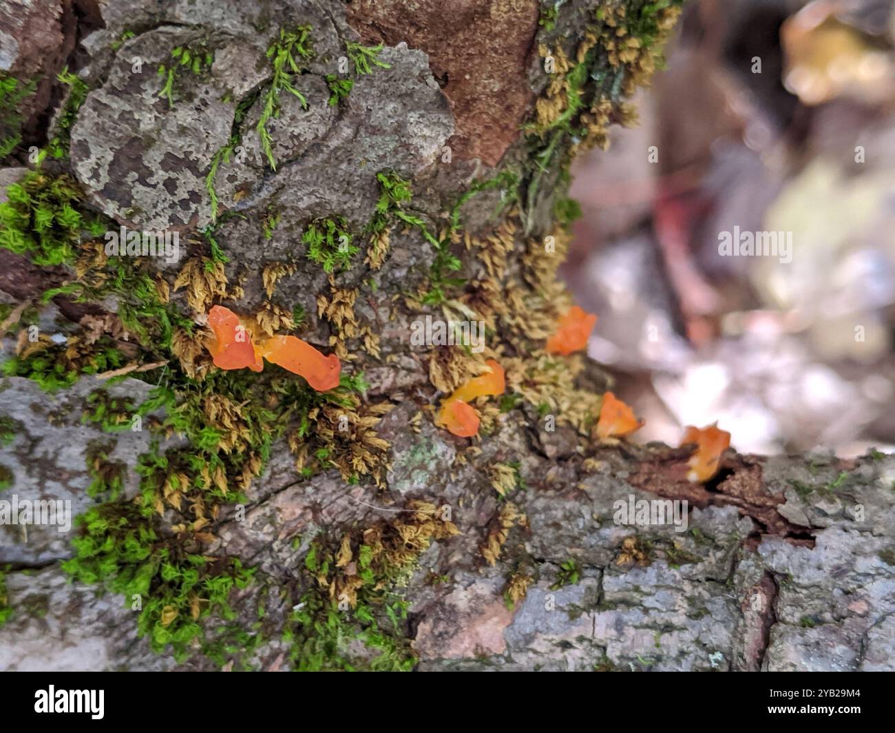 Orange Jelly Spot (Dacrymyces chrysospermus) Fungi Stock Photo - Alamy