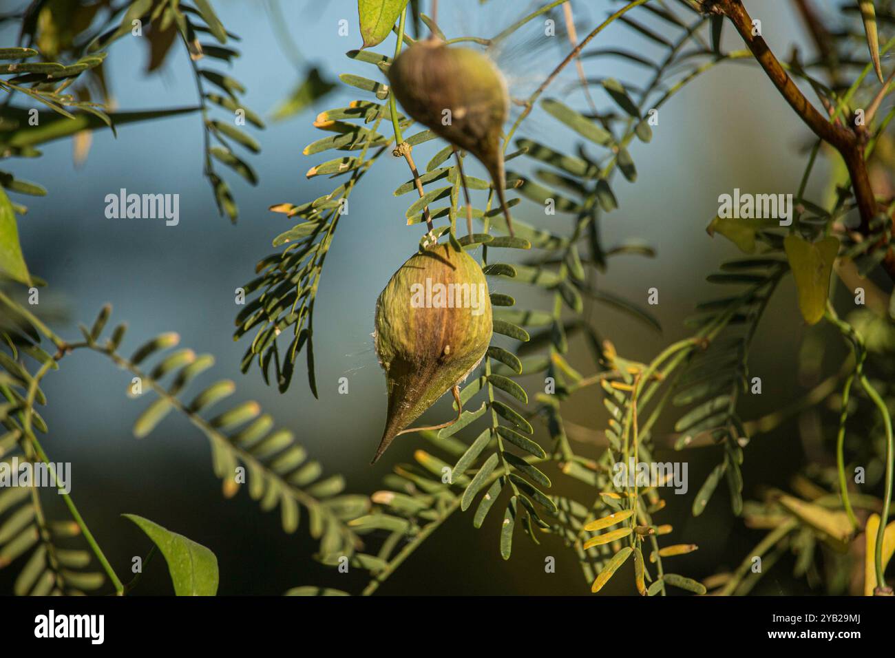 climbing milkweed (Funastrum cynanchoides) Plantae Stock Photo - Alamy
