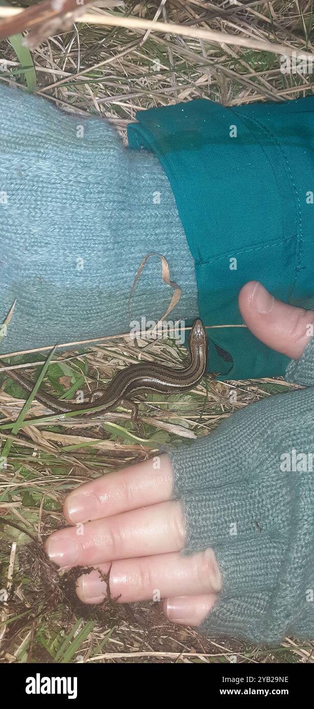 New Zealand Grass Skink (Oligosoma polychroma) Reptilia Stock Photo - Alamy