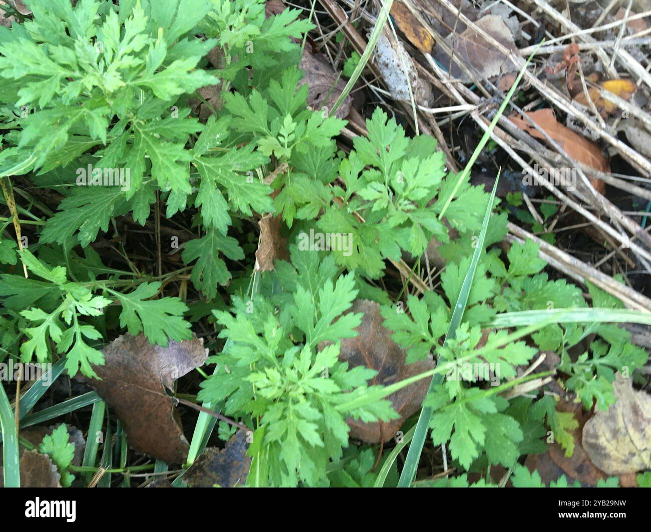 common mugwort (Artemisia vulgaris) Plantae Stock Photo - Alamy