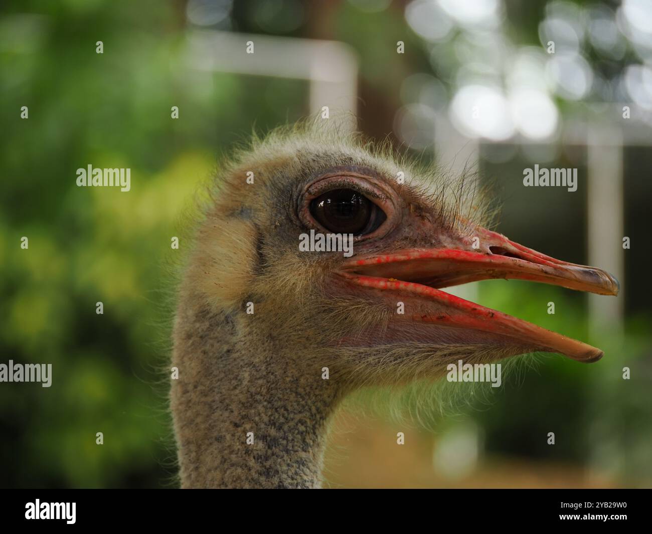 Close-up of an ostrich's expressive face, showcasing its large eye ...