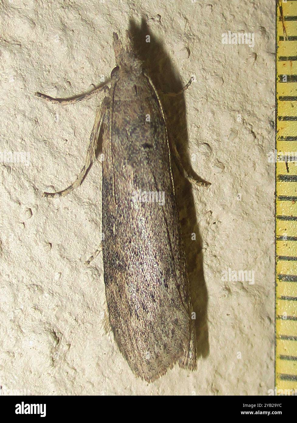 Butterflies and Moths (Lepidoptera) Insecta Stock Photo - Alamy