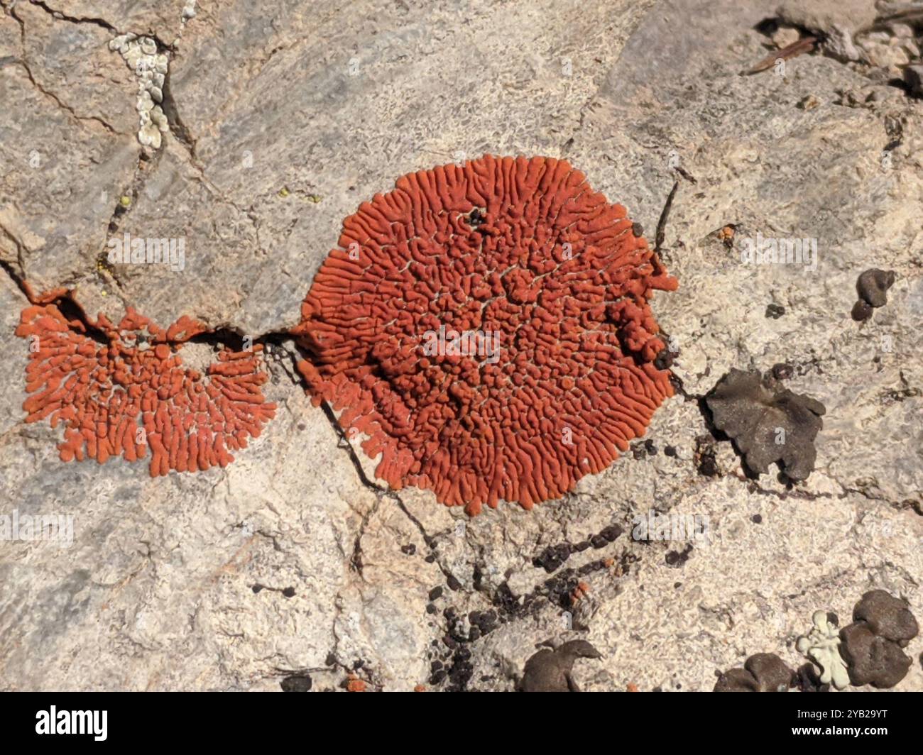 Flame firedot lichen hi-res stock photography and images - Alamy