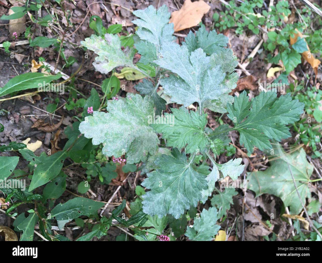 common mugwort (Artemisia vulgaris) Plantae Stock Photo - Alamy