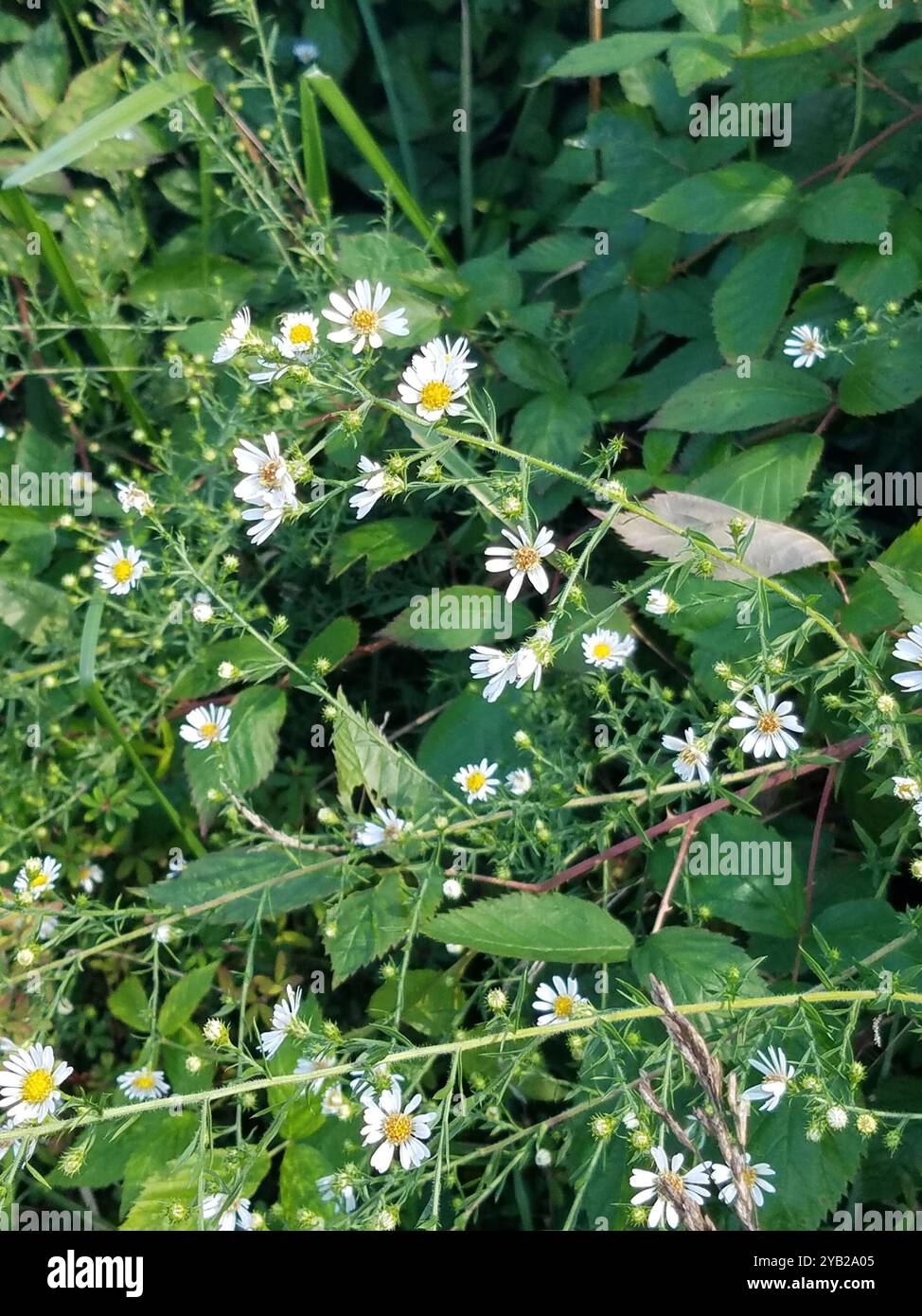 hairy white oldfield aster (Symphyotrichum pilosum) Plantae Stock Photo ...