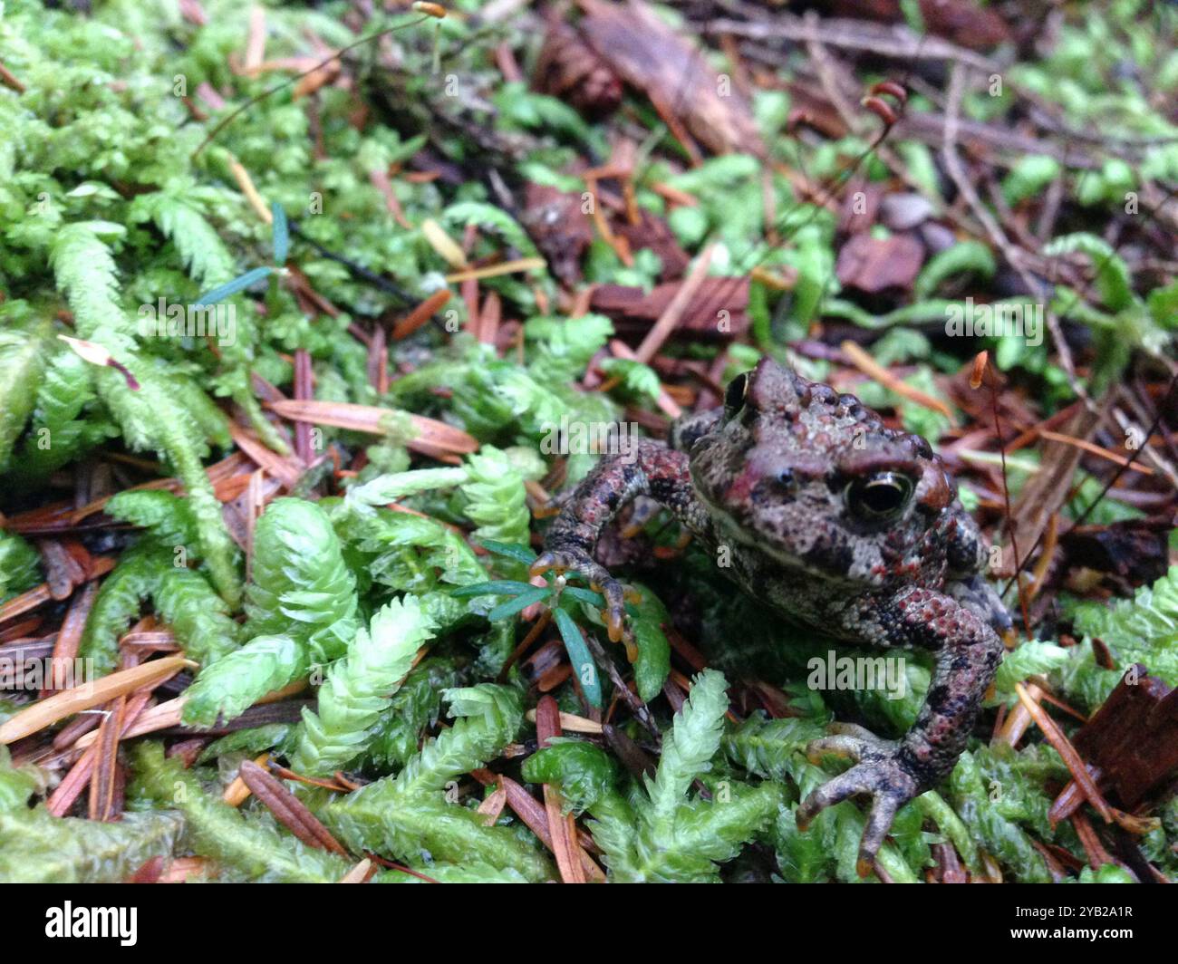 Western Toad (Anaxyrus boreas) Amphibia Stock Photo - Alamy