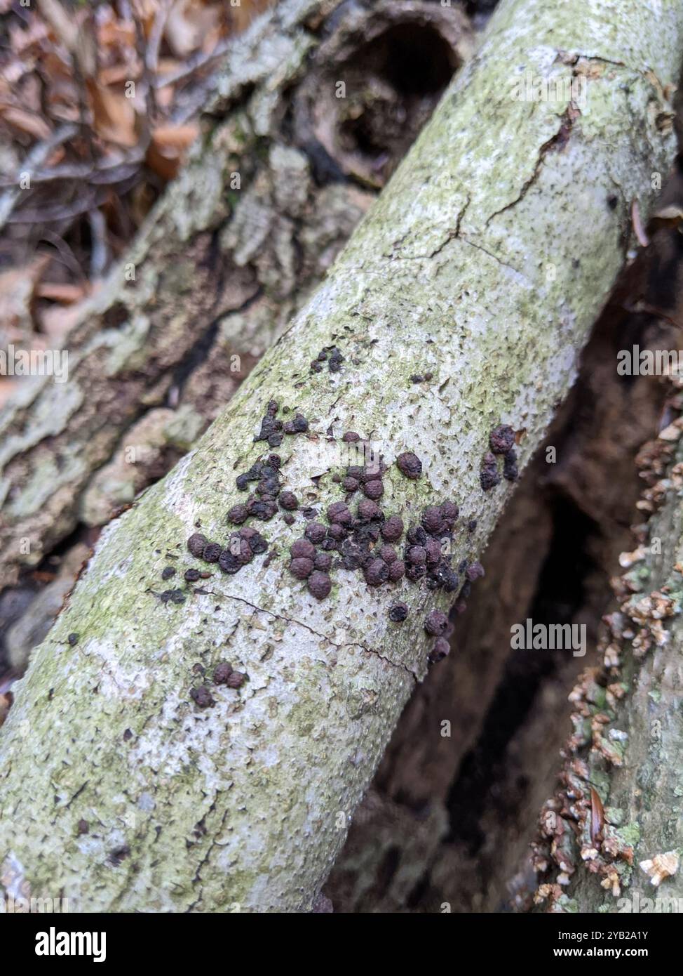 Beech Woodwart (Hypoxylon fragiforme) Fungi Stock Photo - Alamy