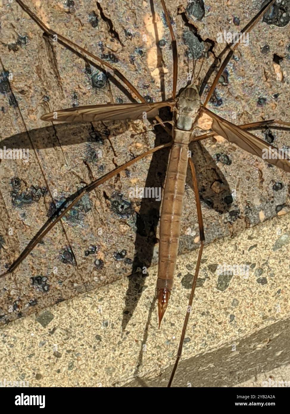 Common Crane Flies (Tipula) Insecta Stock Photo - Alamy