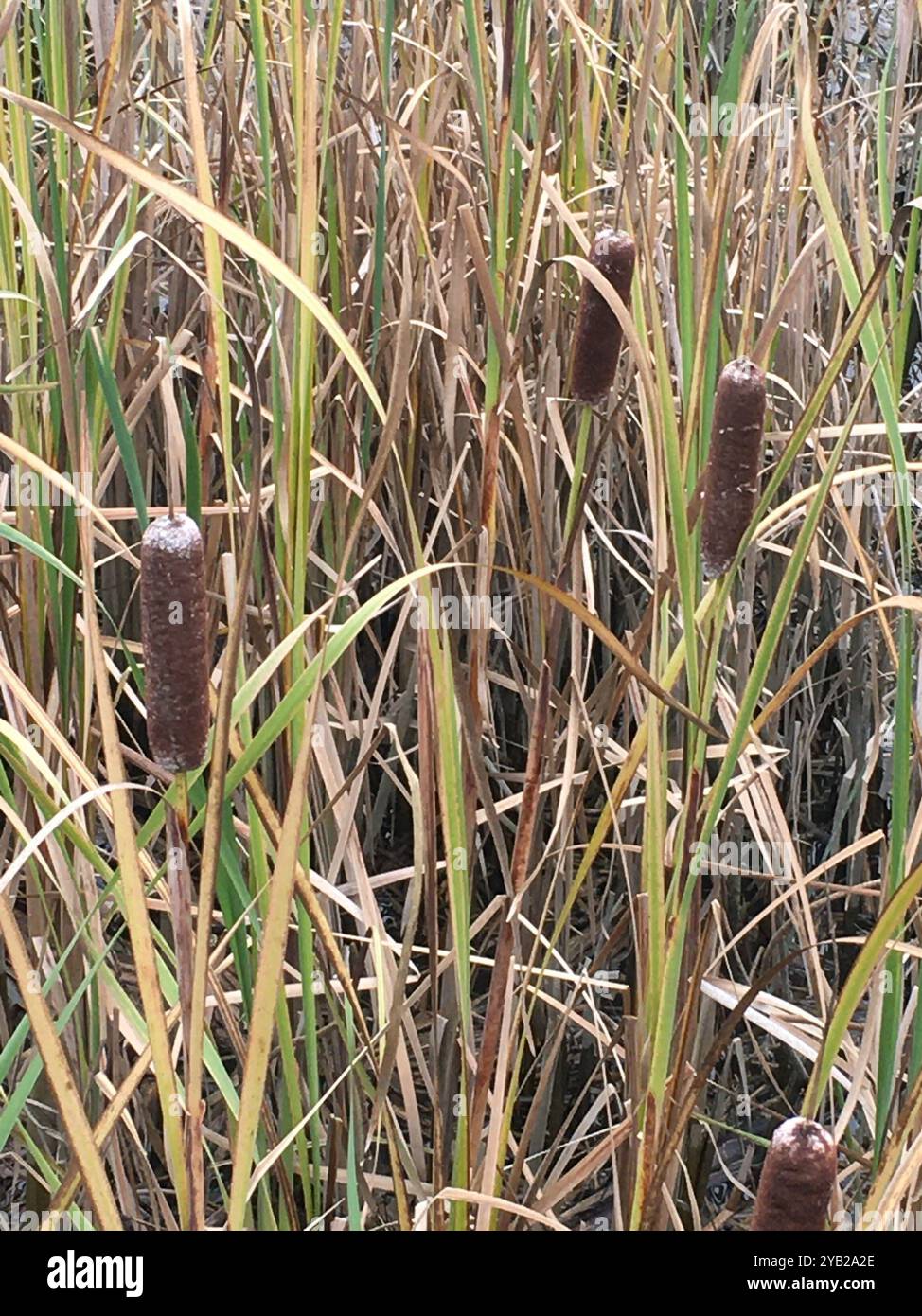 broadleaf cattail (Typha latifolia) Plantae Stock Photo - Alamy