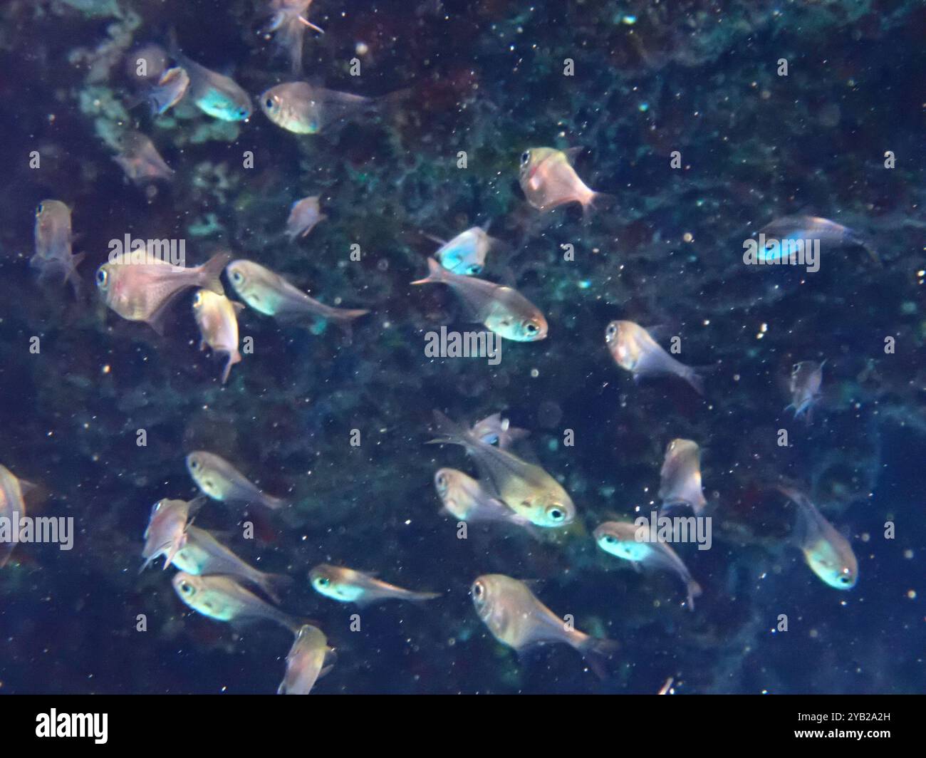 Rhomboid Sweeper (Pempheris rhomboidea) Actinopterygii Stock Photo - Alamy