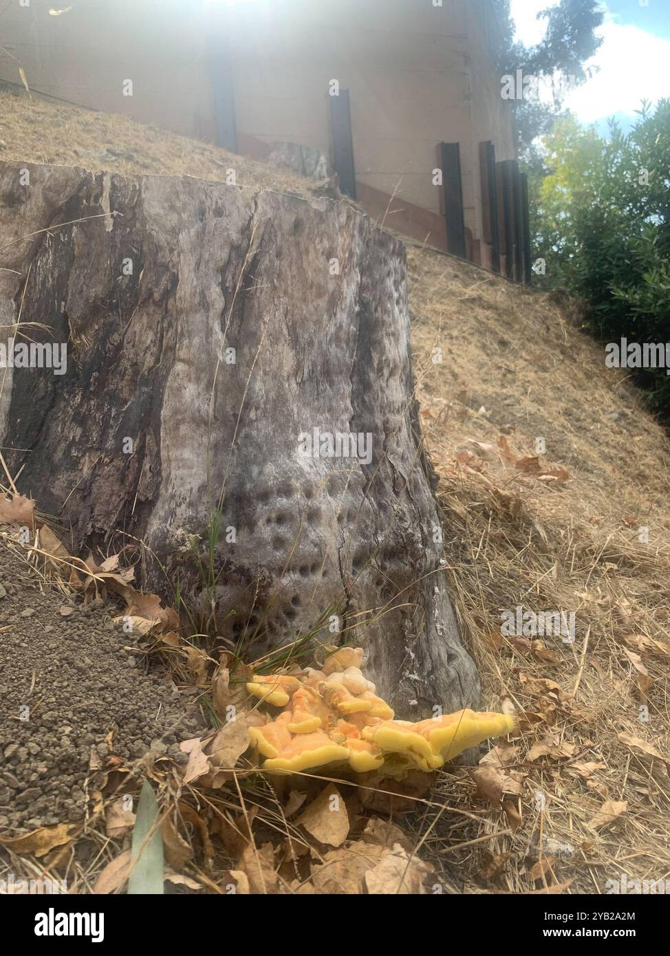 Western Hardwood Sulphur Shelf (Laetiporus gilbertsonii) Fungi Stock ...