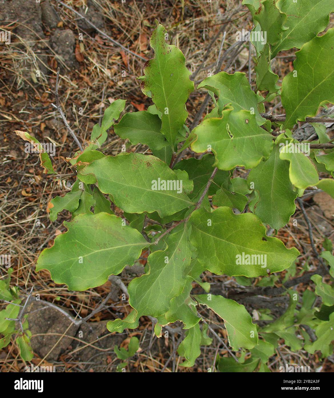 Magic Gwarrie (Euclea divinorum) Plantae Stock Photo - Alamy