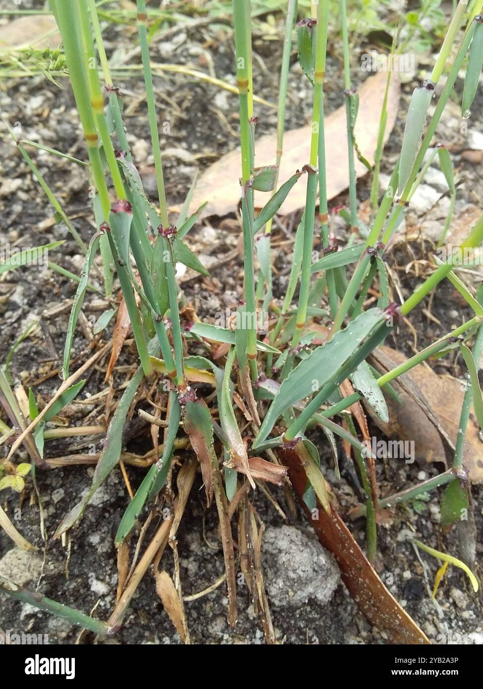 Perennial Veldtgrass (Ehrharta calycina) Plantae Stock Photo - Alamy