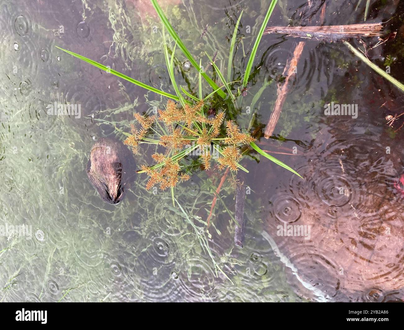Fragrant flatsedge (Cyperus odoratus) Plantae Stock Photo - Alamy