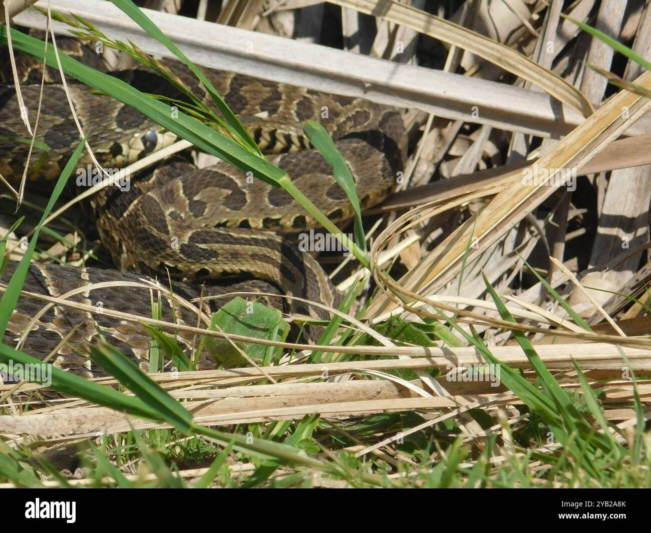Urutu Lancehead (Bothrops alternatus) Reptilia Stock Photo - Alamy