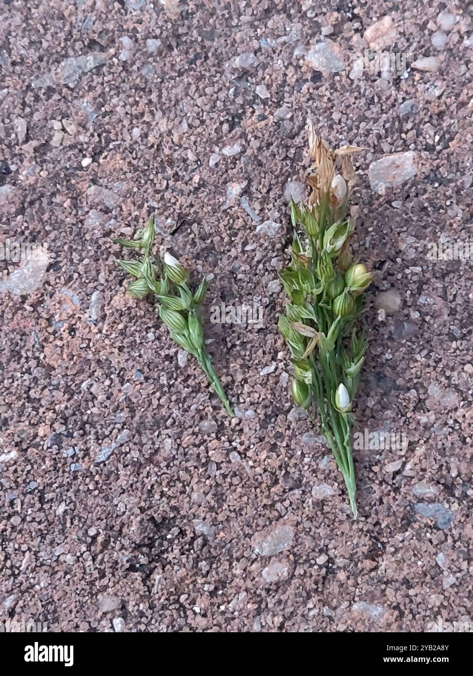 bristlegrasses, bluestems, paspalums, and allies (Panicoideae) Plantae ...