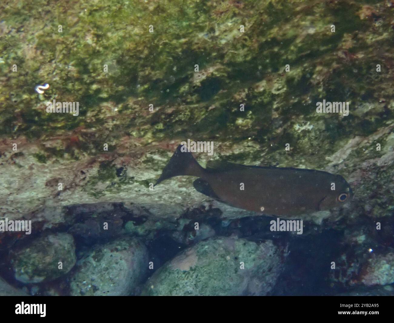 Dusky Spinefoot (Siganus luridus) Actinopterygii Stock Photo - Alamy