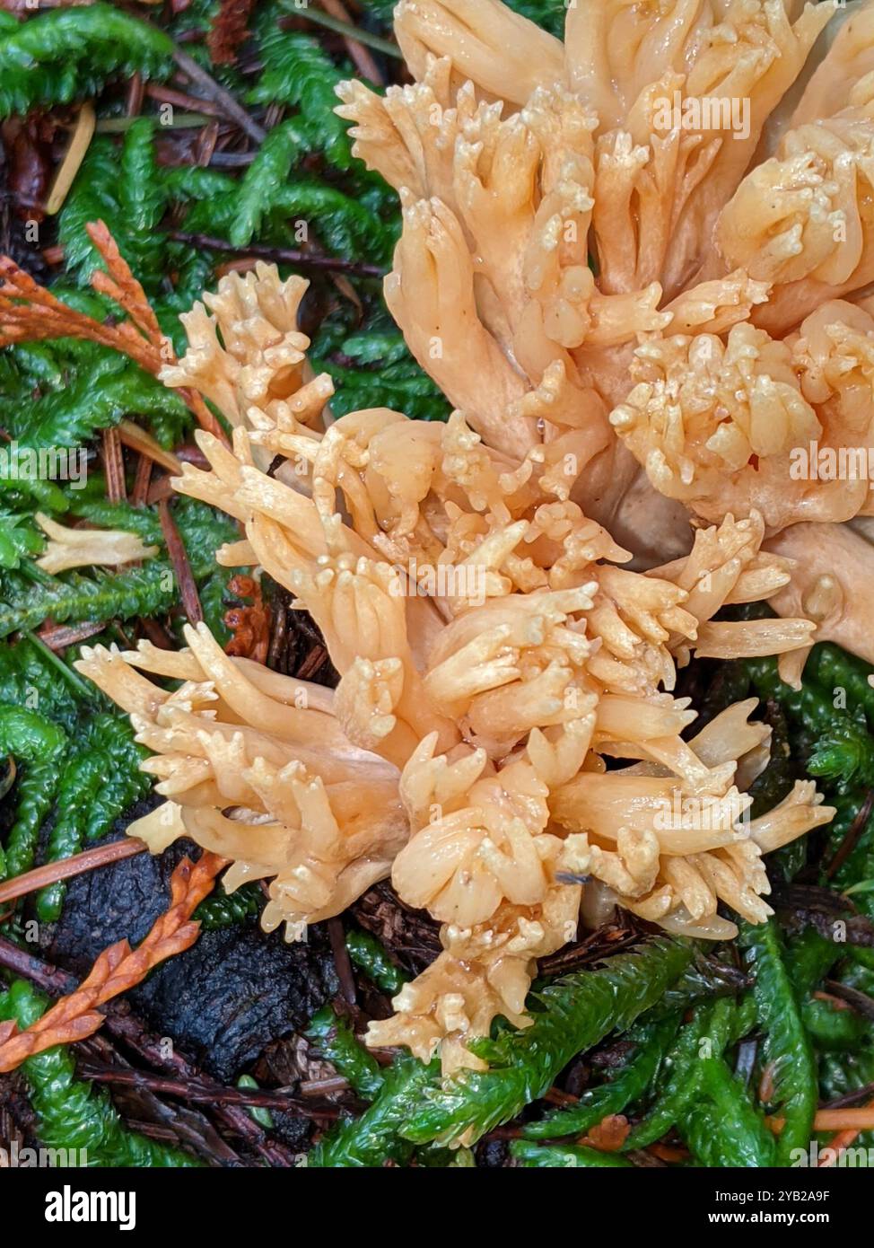Coral Fungi (Ramaria) Fungi Stock Photo - Alamy
