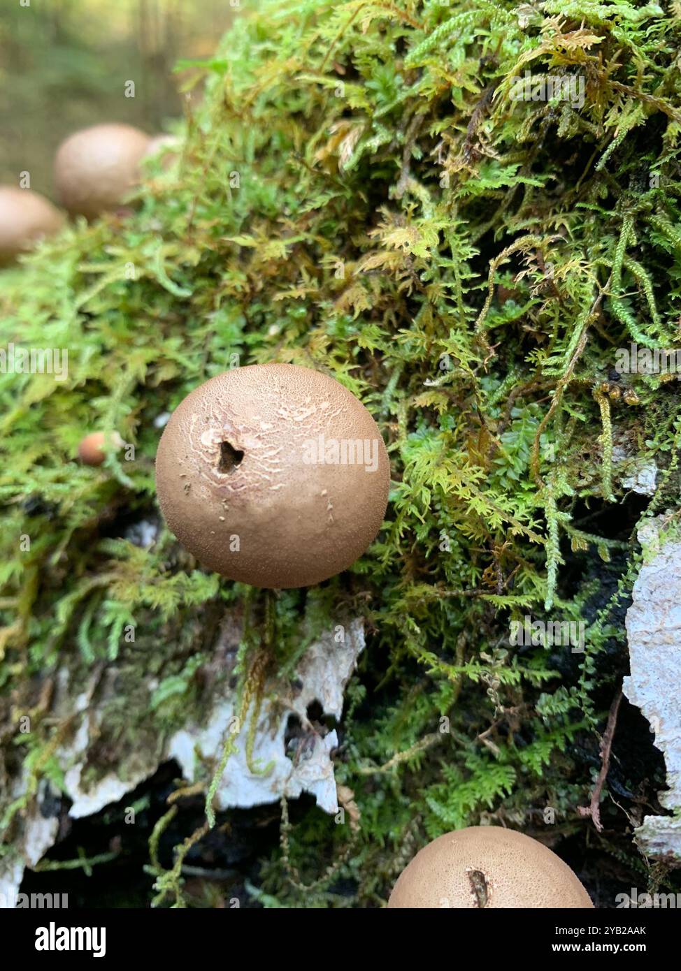 Pear-shaped Puffball (Apioperdon pyriforme) Fungi Stock Photo - Alamy