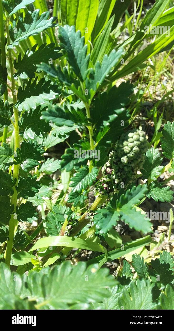 Sheep's Burr (Acaena echinata) Plantae Stock Photo - Alamy