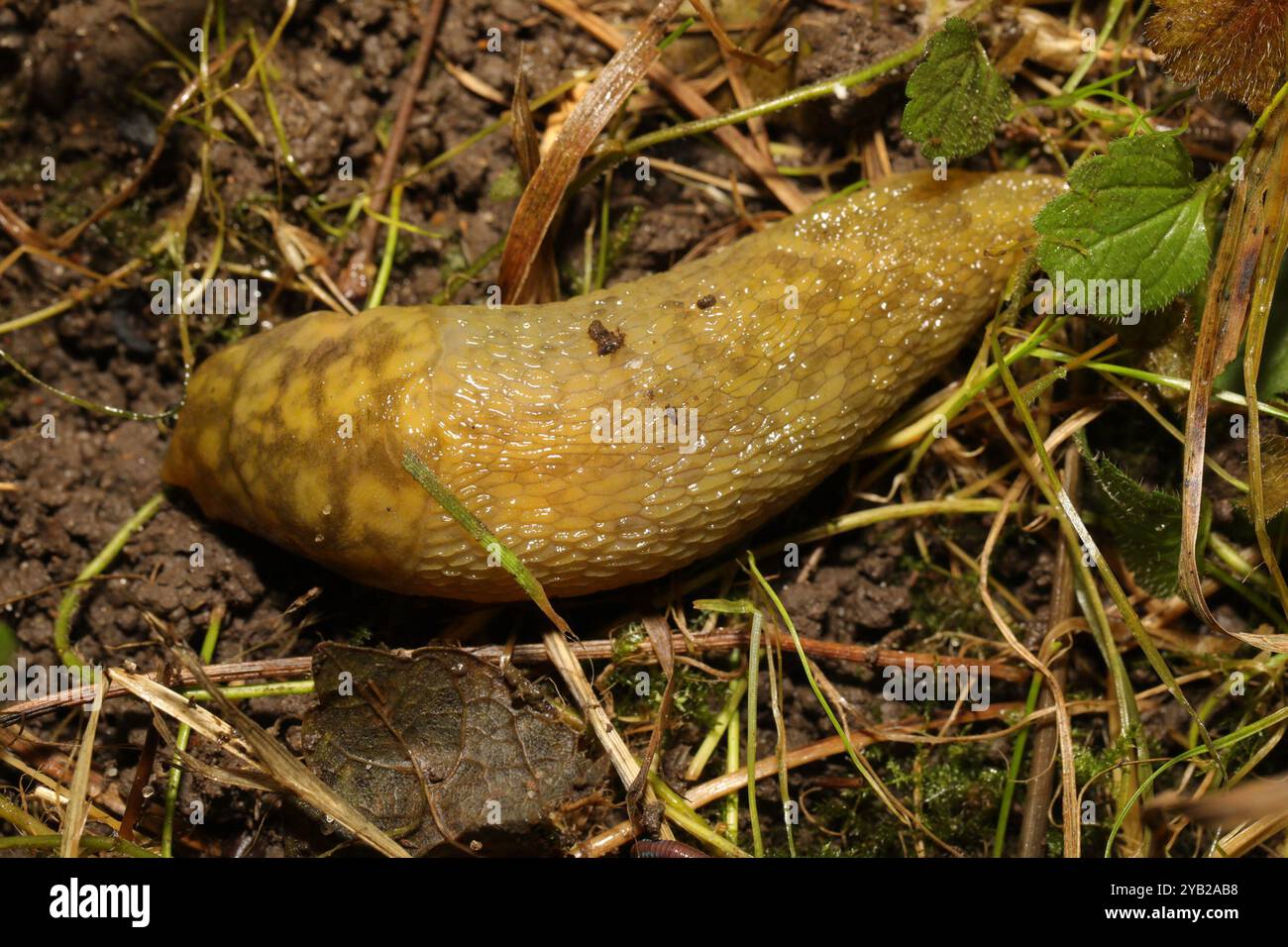 Yellow Cellar Slug (Limacus flavus) Mollusca Stock Photo - Alamy