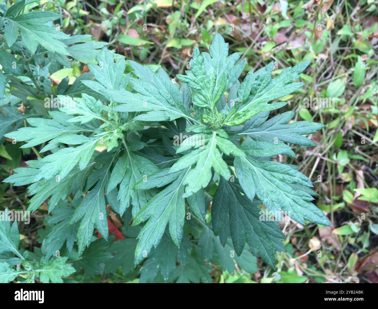 common mugwort (Artemisia vulgaris) Plantae Stock Photo - Alamy