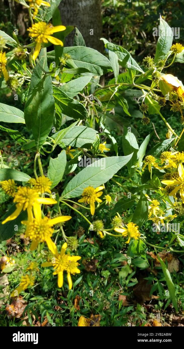 Wingstem (Verbesina alternifolia) Plantae Stock Photo - Alamy
