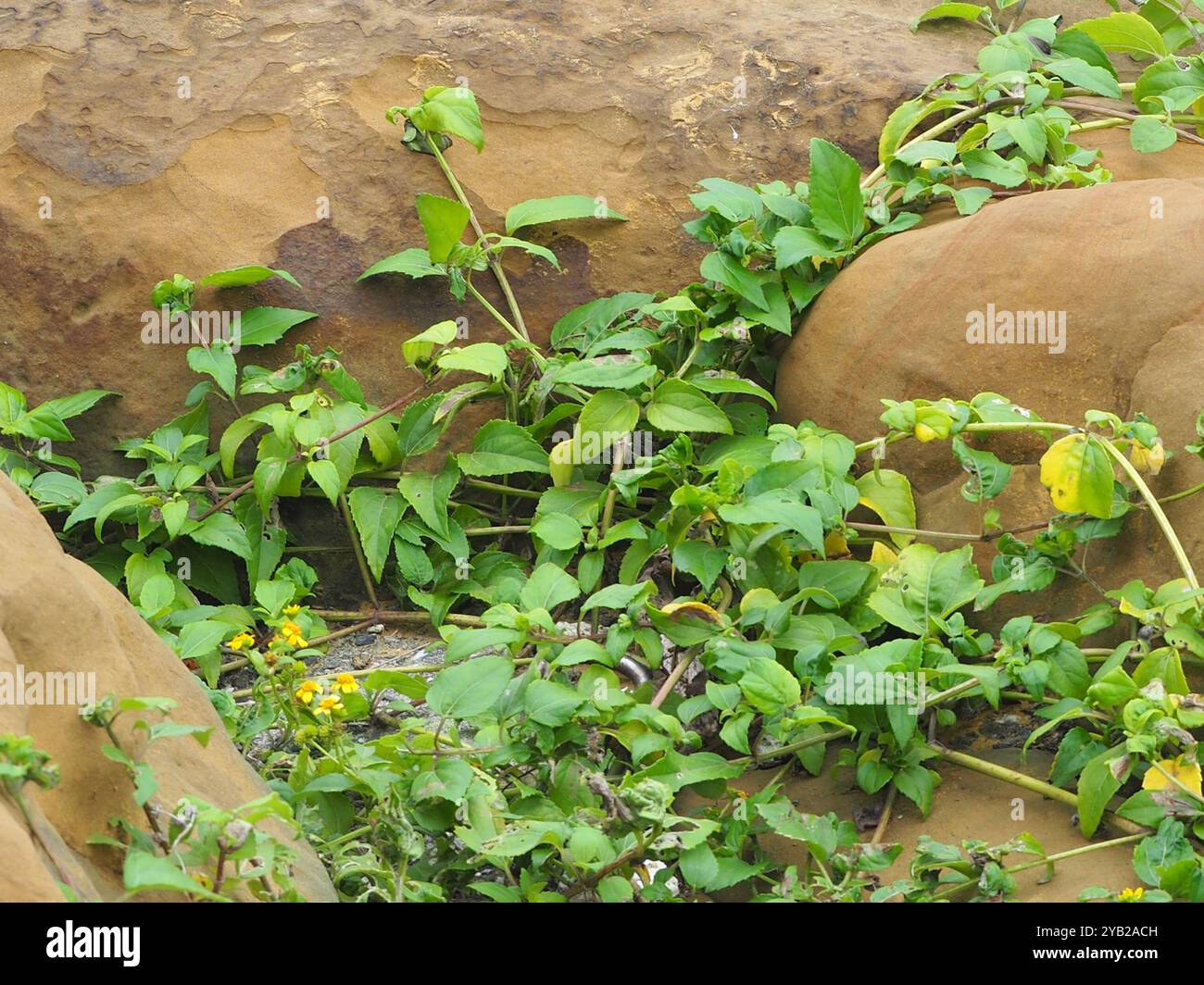 sea daisy (Wollastonia biflora) Plantae Stock Photo - Alamy