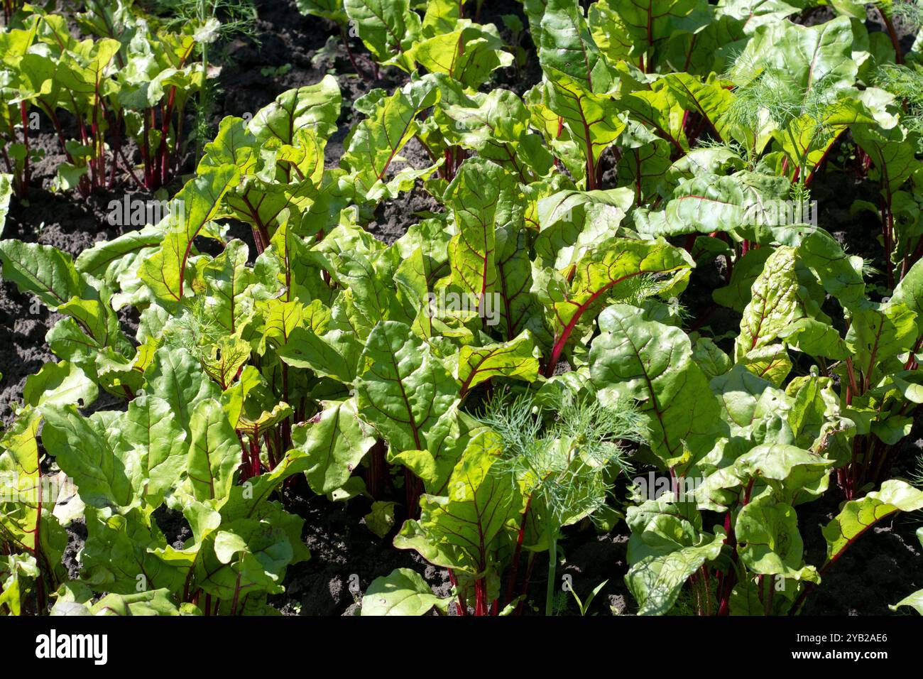 Young sprouts in garden. Beet shoots neatly thinned out in the sun. bed ...