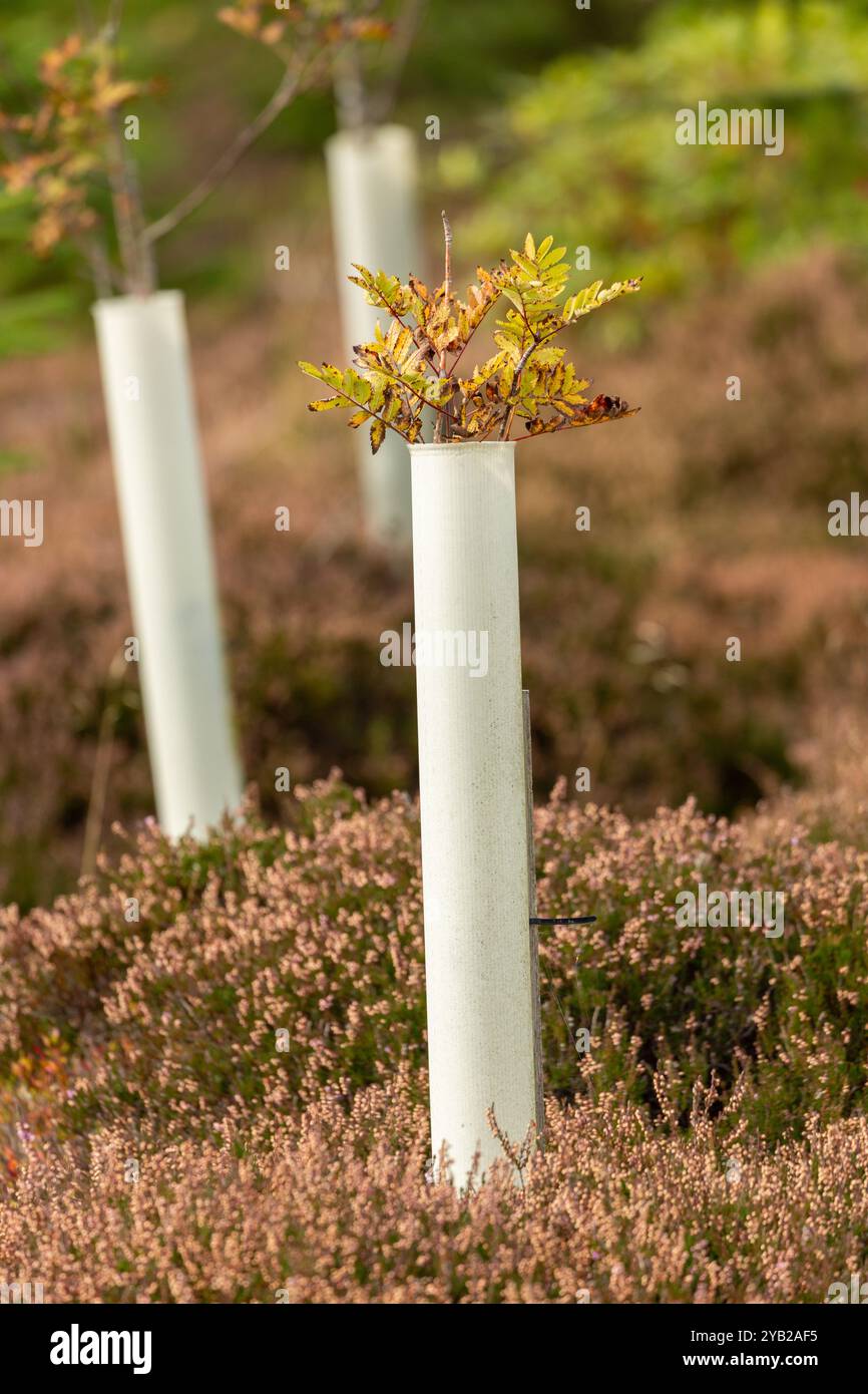 New tree saplings planted protected by tree guards, plastic tubes or ...