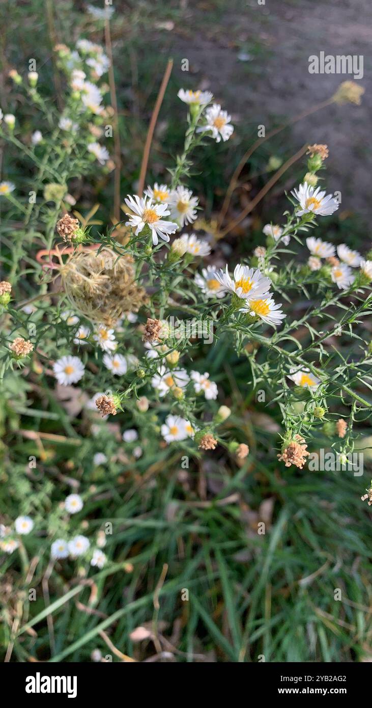 hairy white oldfield aster (Symphyotrichum pilosum) Plantae Stock Photo ...