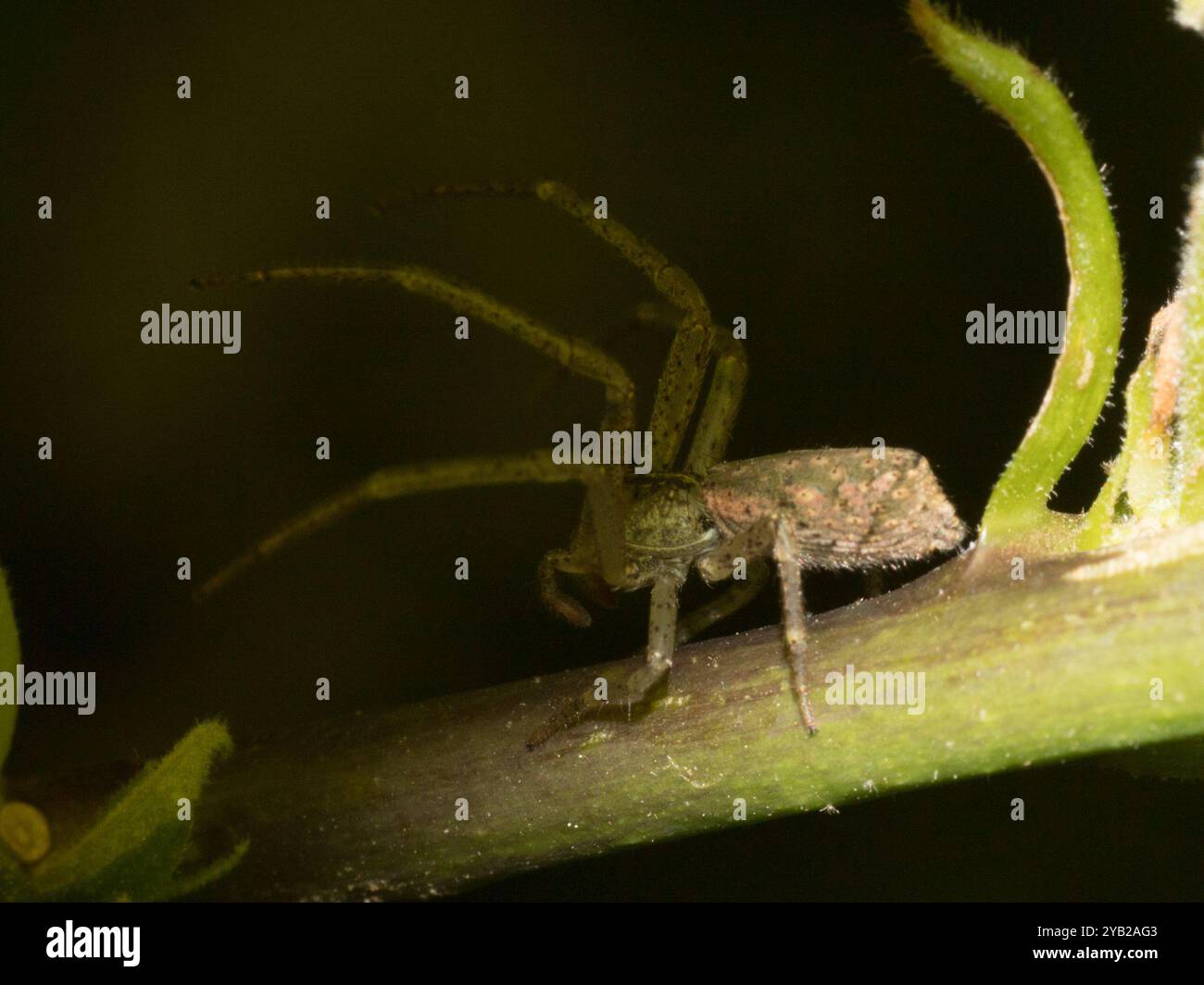 Octopus Spiders (Tmarus) Arachnida Stock Photo - Alamy