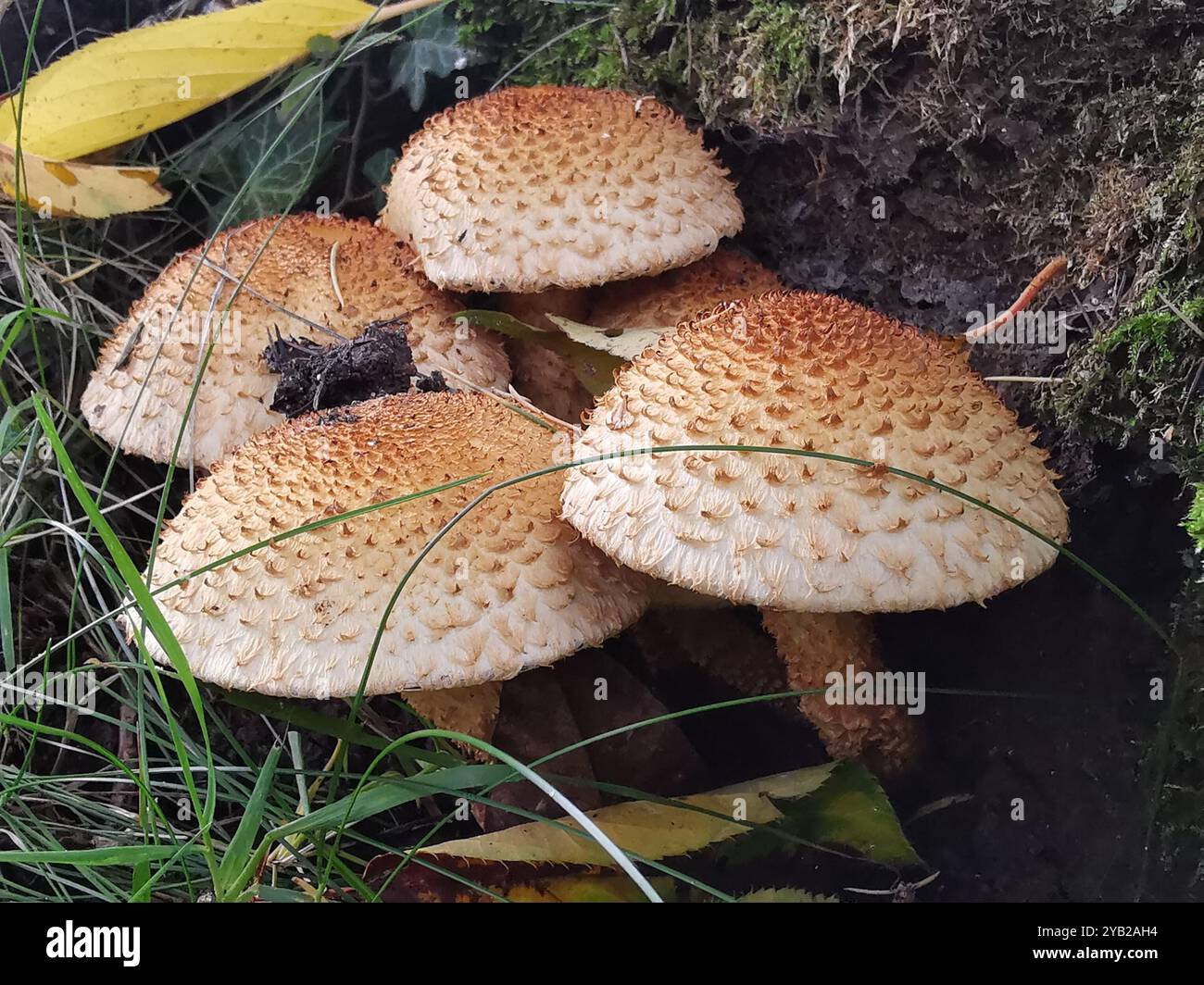 shaggy scalycap (Pholiota squarrosa) Fungi Stock Photo - Alamy