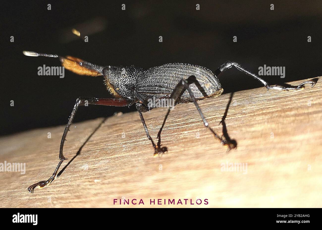 Bearded Weevil (Rhinostomus barbirostris) Insecta Stock Photo - Alamy