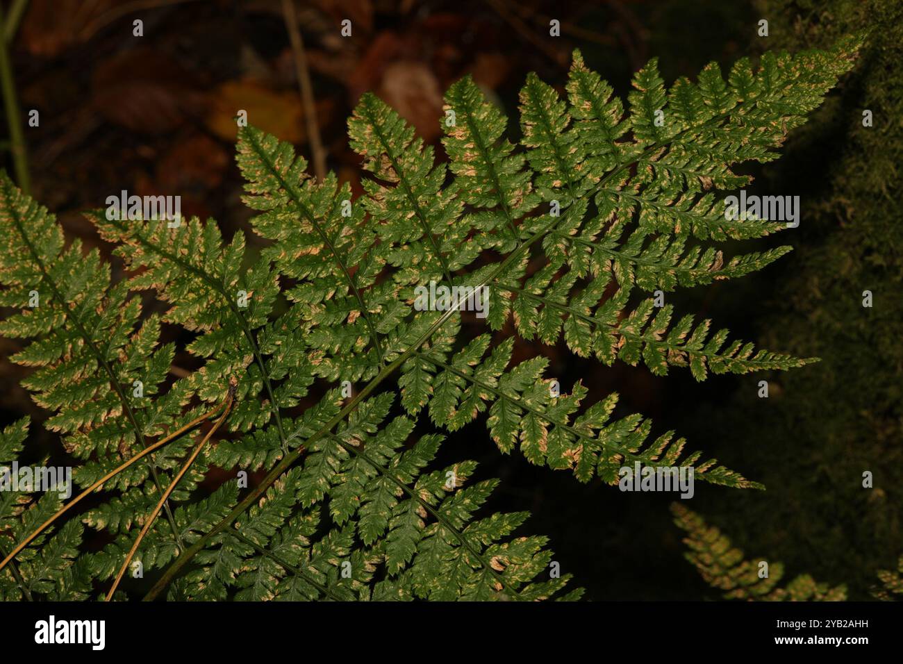 broad buckler-fern (Dryopteris dilatata) Plantae Stock Photo - Alamy