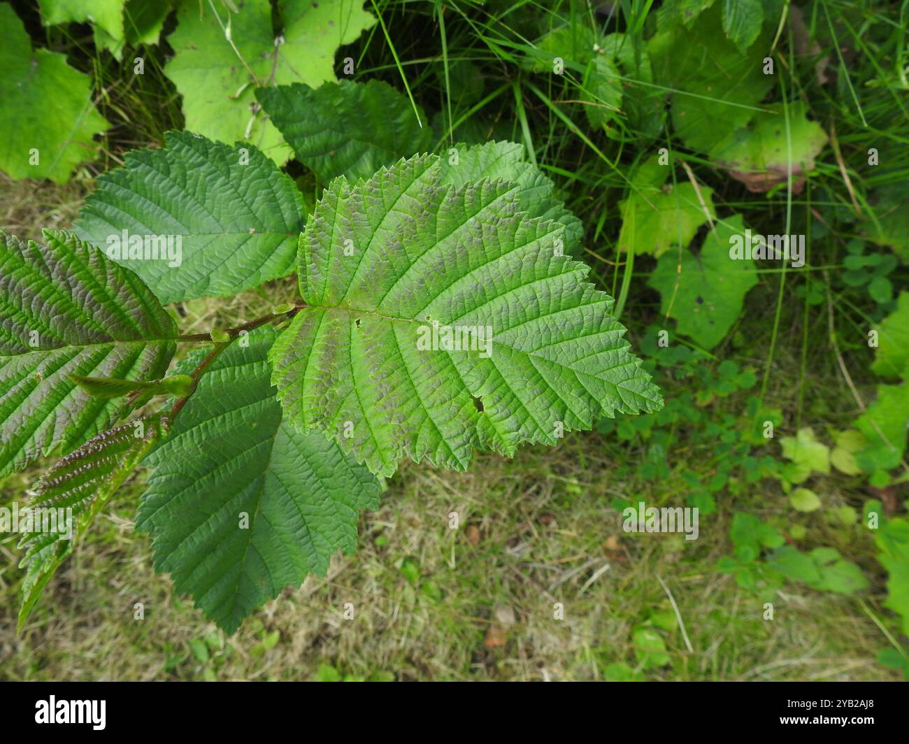 grey alder (Alnus incana) Plantae Stock Photo - Alamy
