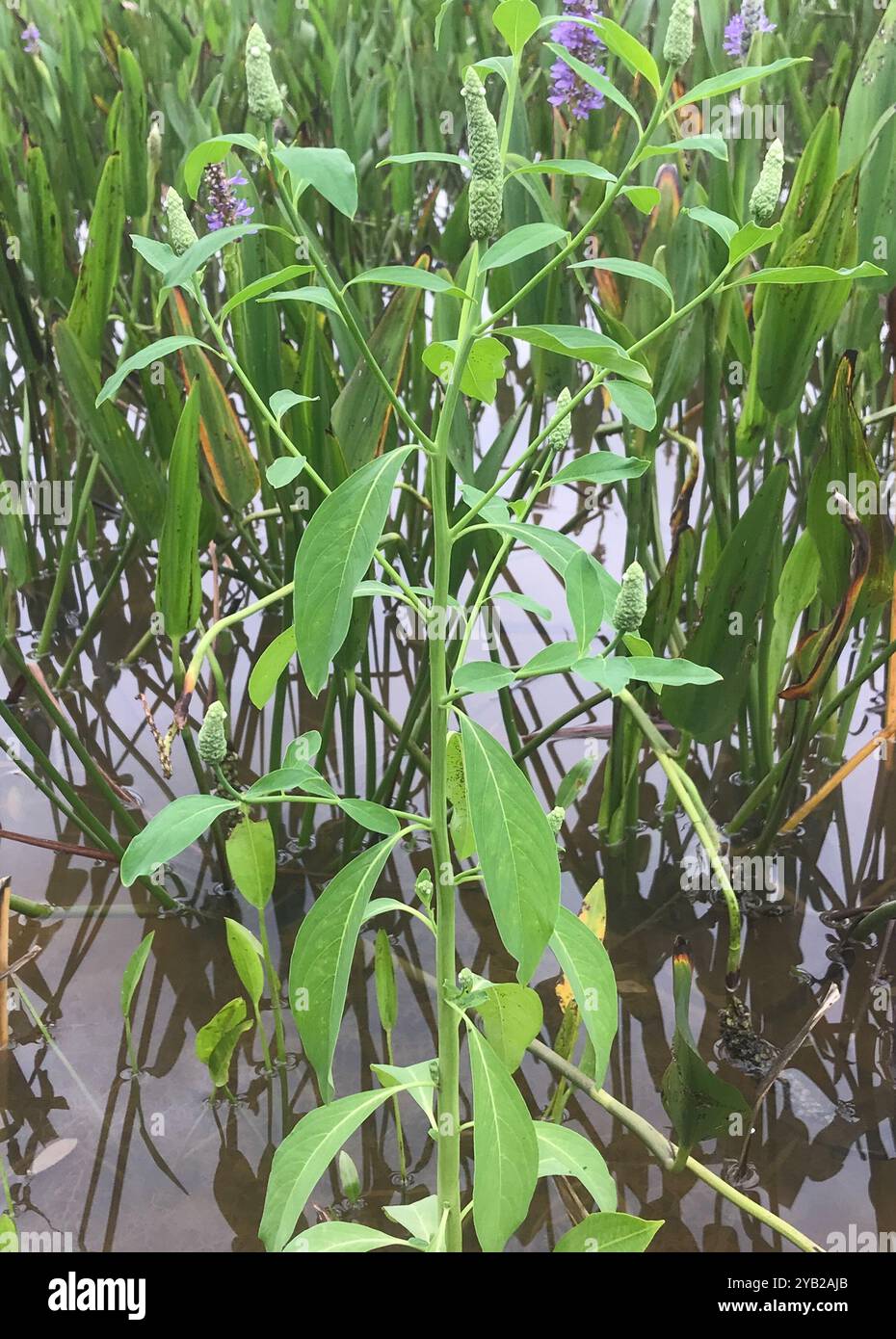 chickenspike (Sphenoclea zeylanica) Plantae Stock Photo - Alamy