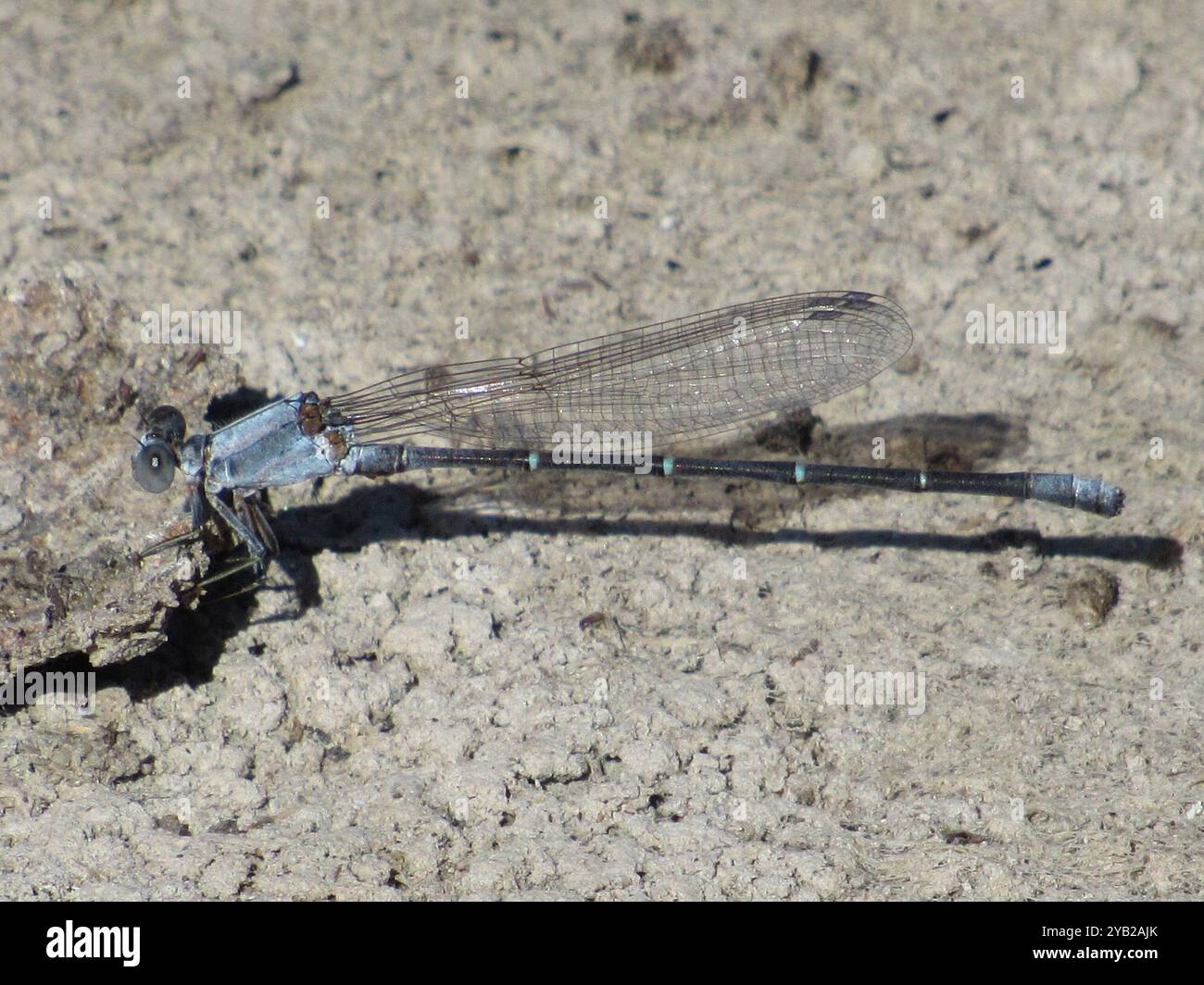 Powdered Dancer (Argia moesta) Insecta Stock Photo - Alamy