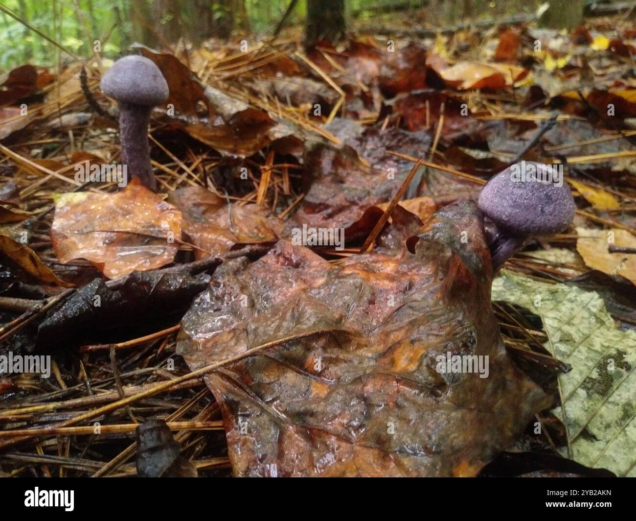 violet webcap (Cortinarius violaceus) Fungi Stock Photo - Alamy